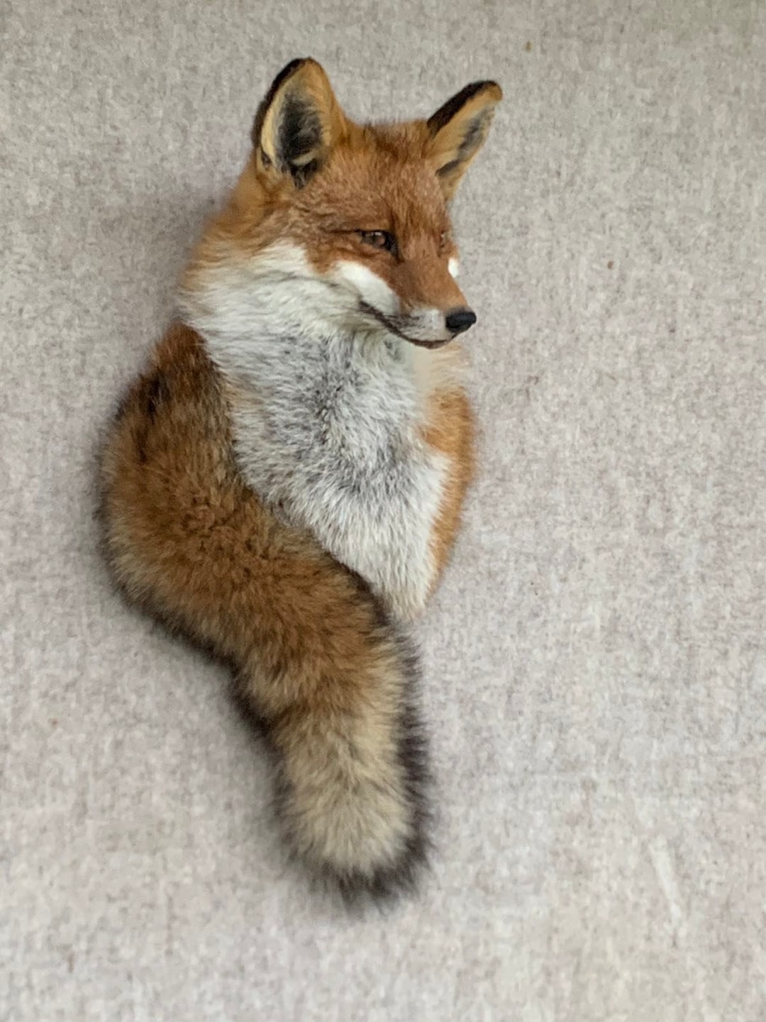 Taxidermy Red Fox Home Decor - Etsy