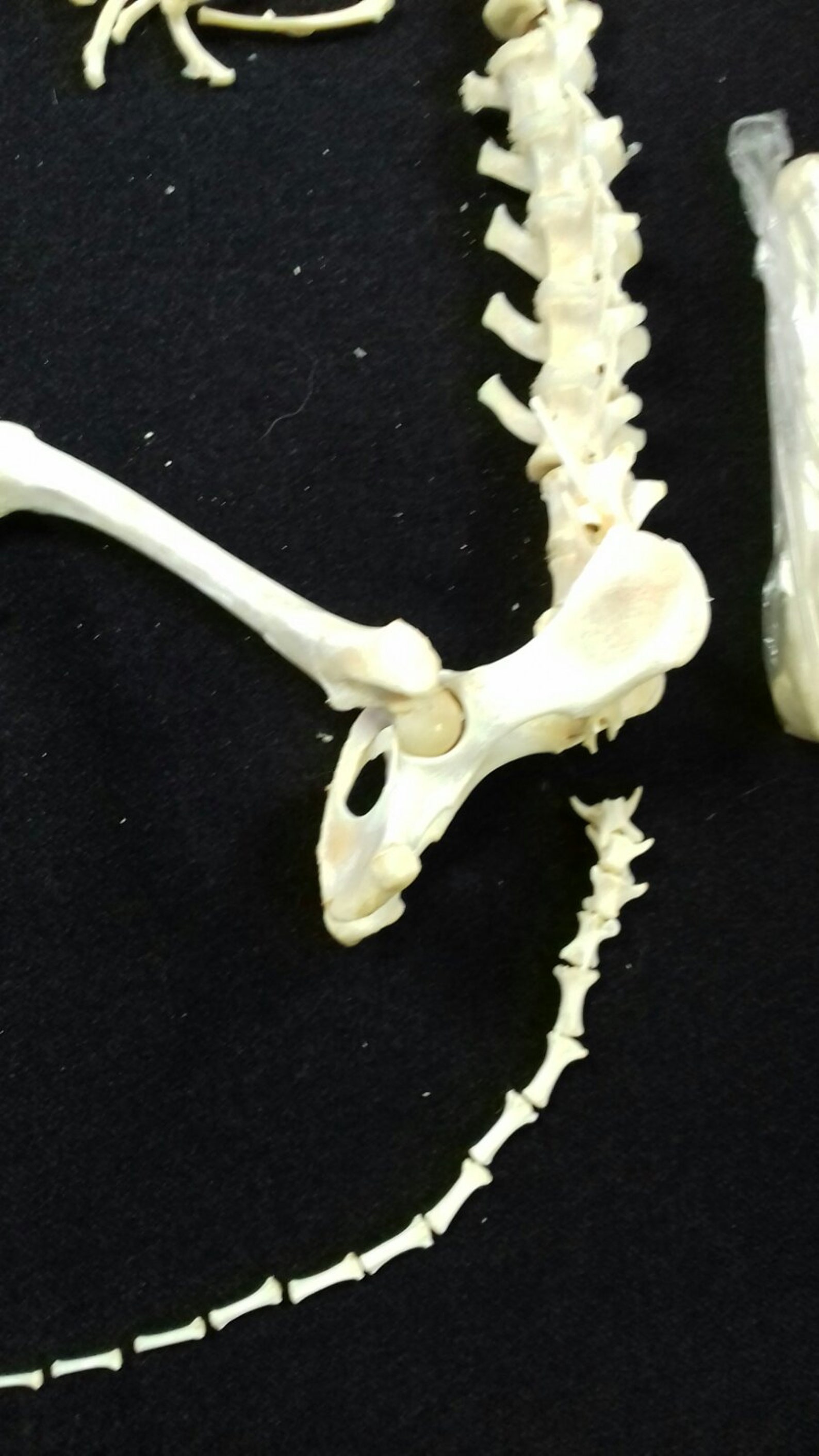 Pre order only. Wolf skeleton bones. Real bone not replica | Etsy