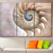 Shell Canvas Seashell Wall Art Nautilus Shell Sea Shell Art - Etsy