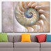 Shell canvas Seashell wall art Nautilus shell Sea shell art | Etsy