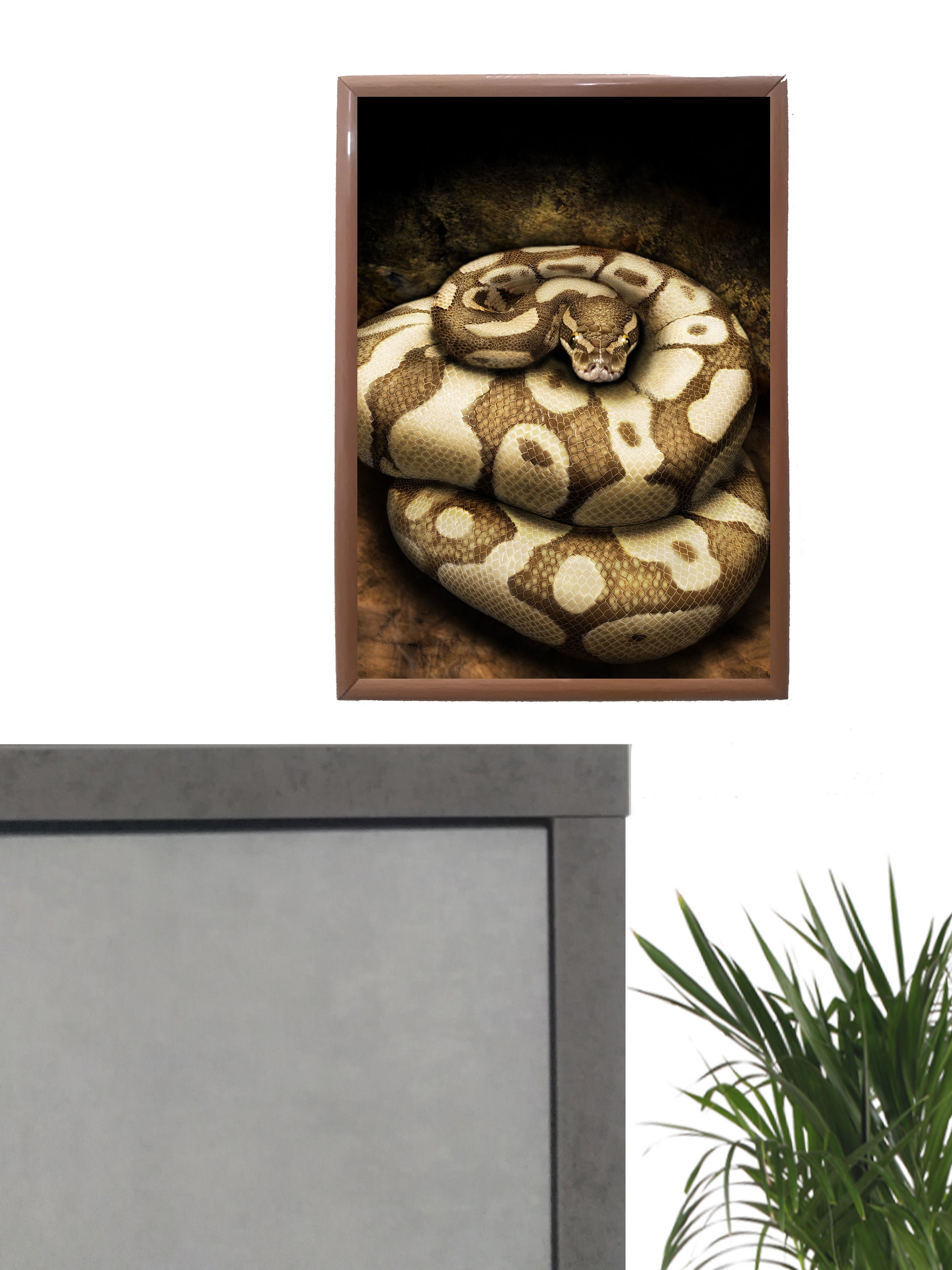 Realistic Ball Python, Realistic Snake Drawing, Digital Print Drawing ...