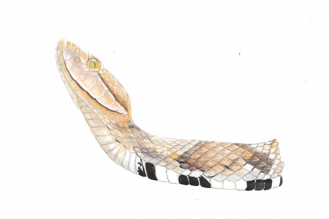 Copperhead Sticker - Etsy