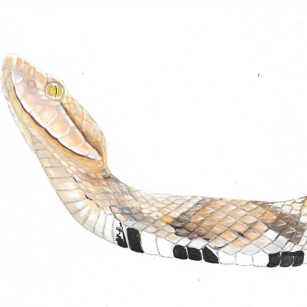 Copperhead Sticker - Etsy