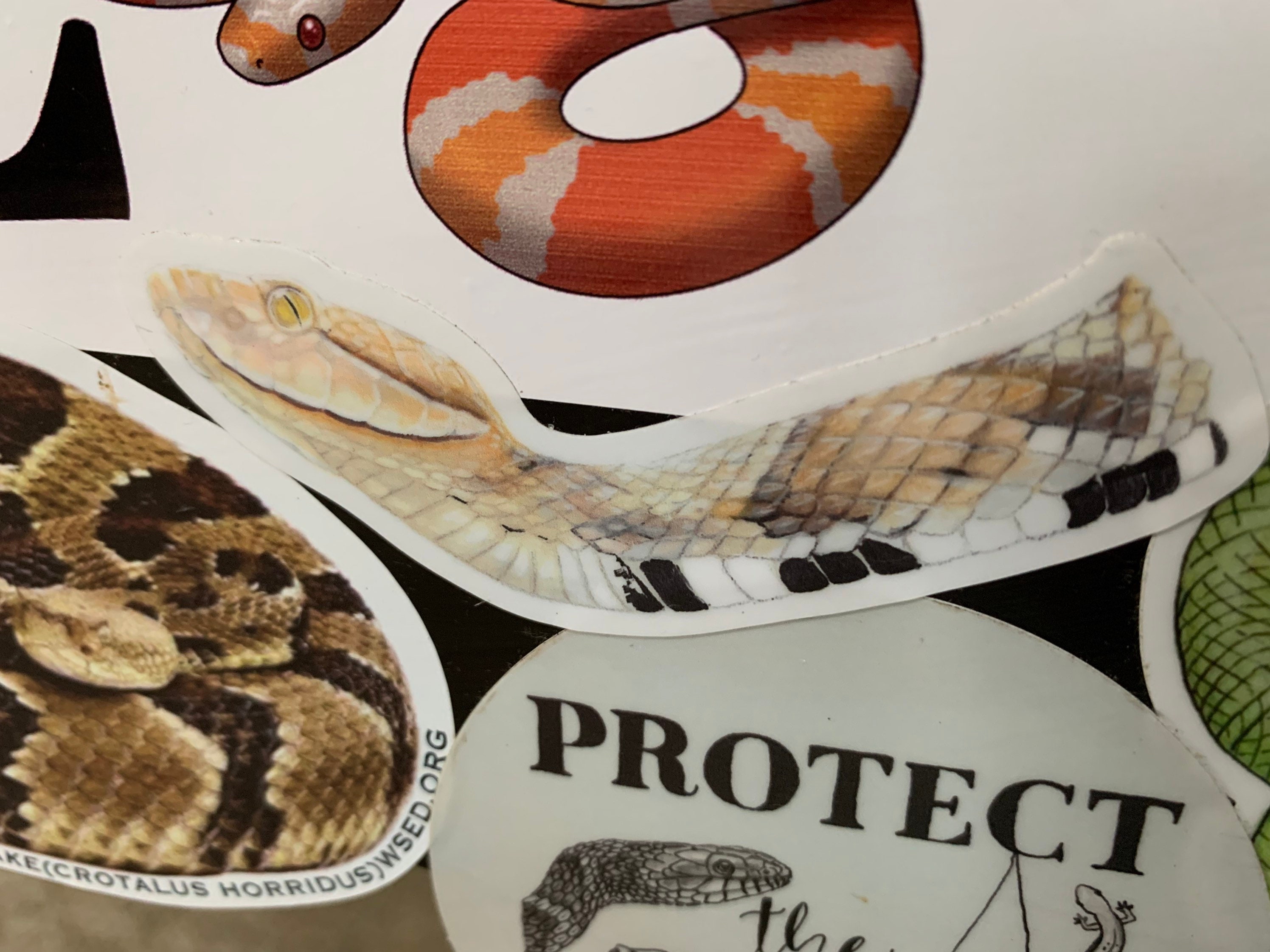 Copperhead Sticker - Etsy