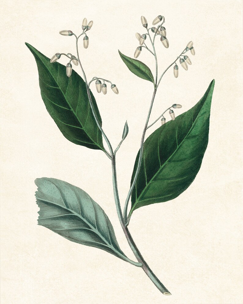 Digital Download 8x10 Art Print / Styrax Benzoin Plant Vintage - Etsy