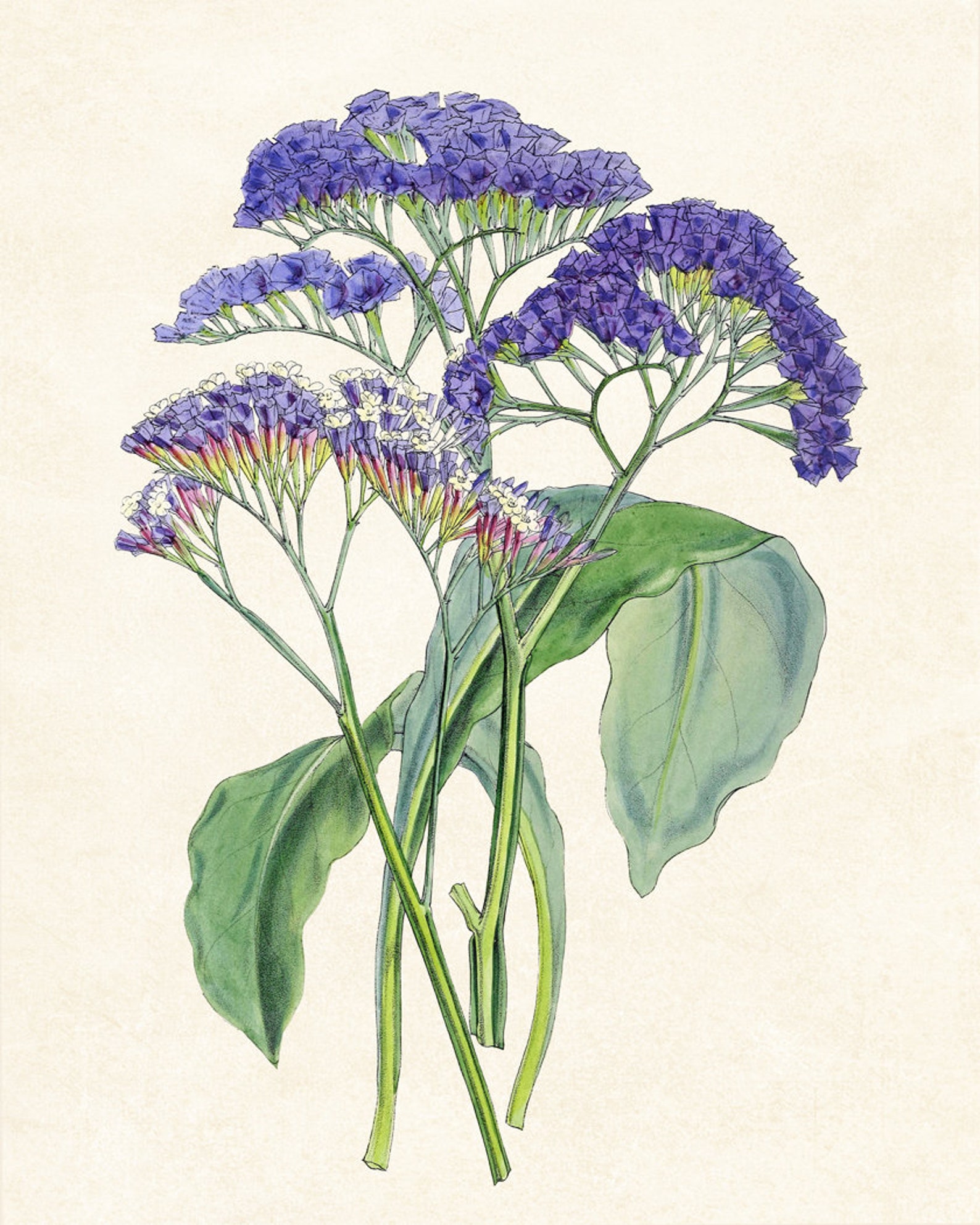 Purple Statice Flowers Digital Art Print, Vintage Flower Illustration ...