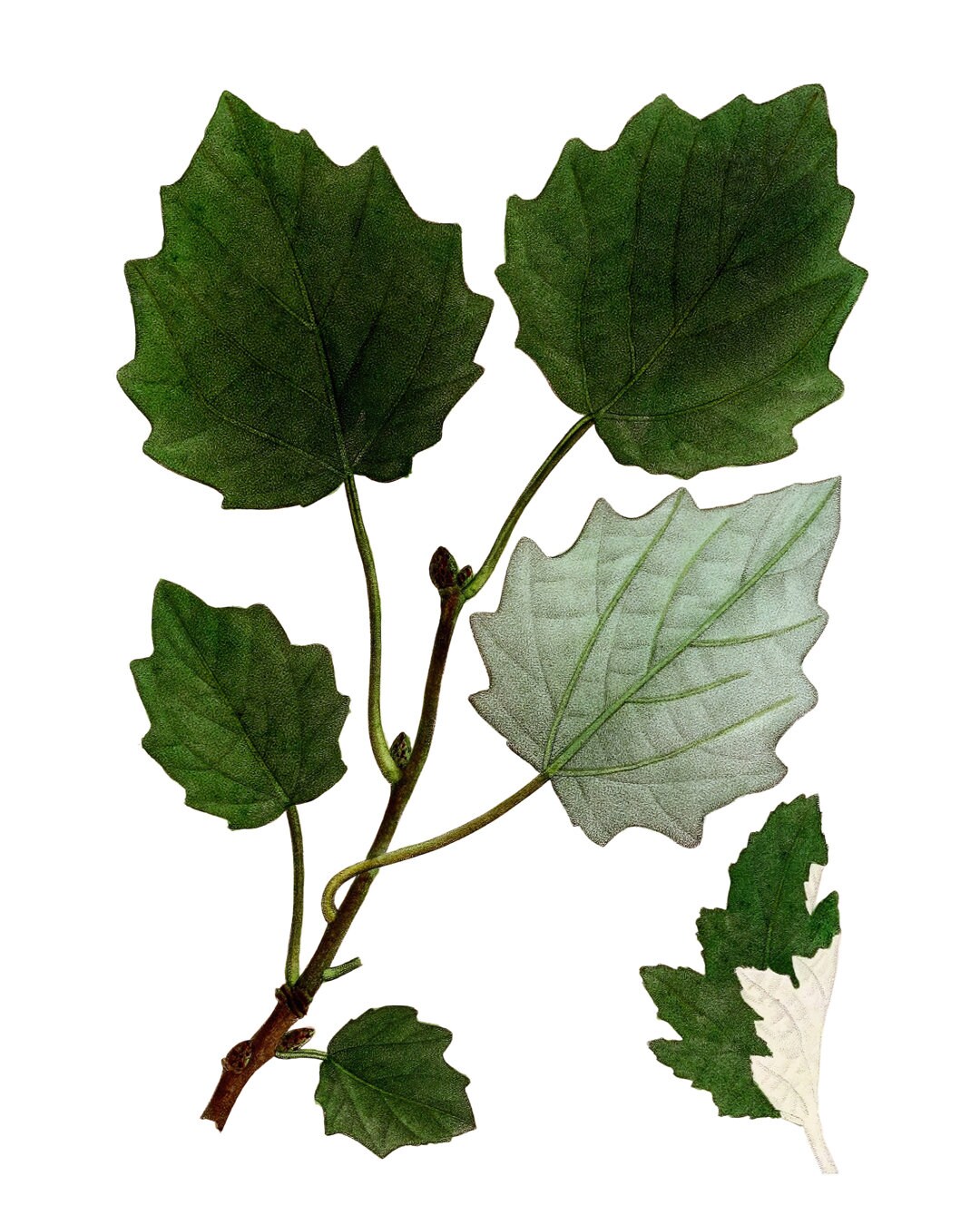 Digital Botanical Print, Grey Poplar Antique Illustration, Tree Leaves ...