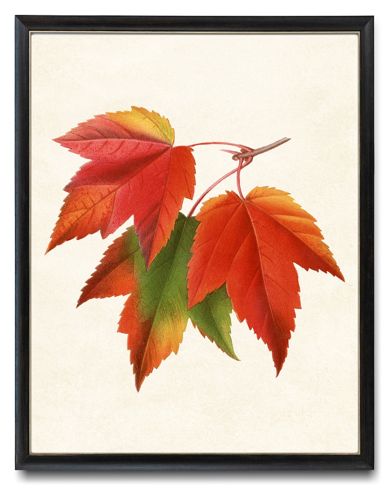 Red Maple Leaves Digital Print Vintage Illustration Fall - Etsy