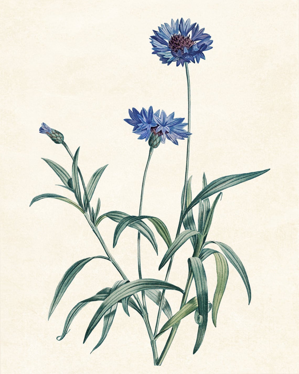 Blue Cornflower Printable 'bachelor's Button' - Etsy