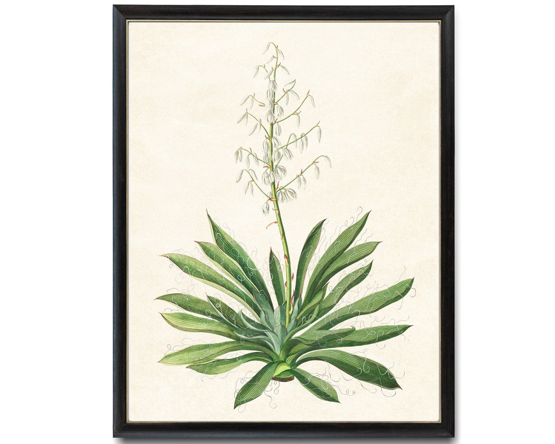 Digital Download 8x10 Art Print / Yucca Plant Vintage Botanical ...
