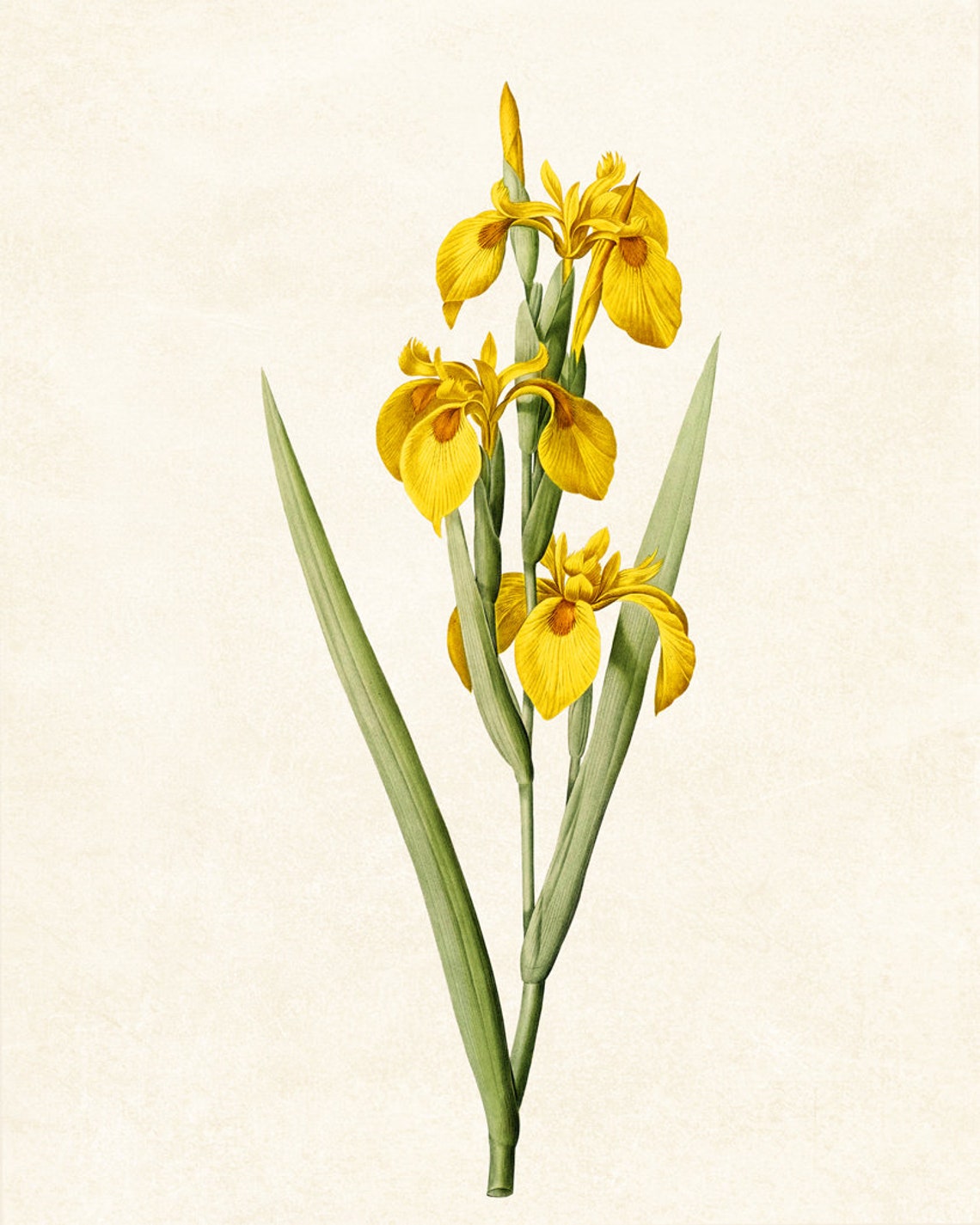 Yellow Iris Digital Download Vintage Flower Illustration - Etsy