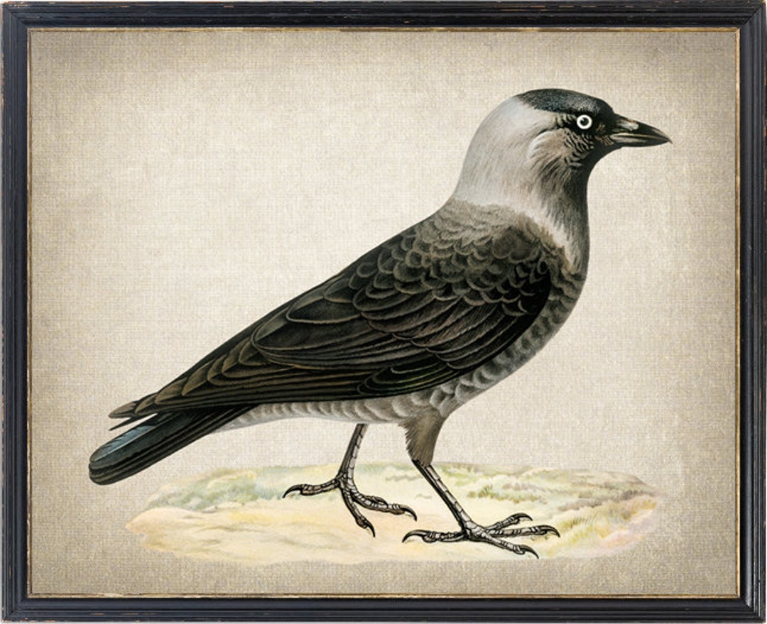Western Jackdaw Digital Download, Vintage Crow Illustration, Natural ...