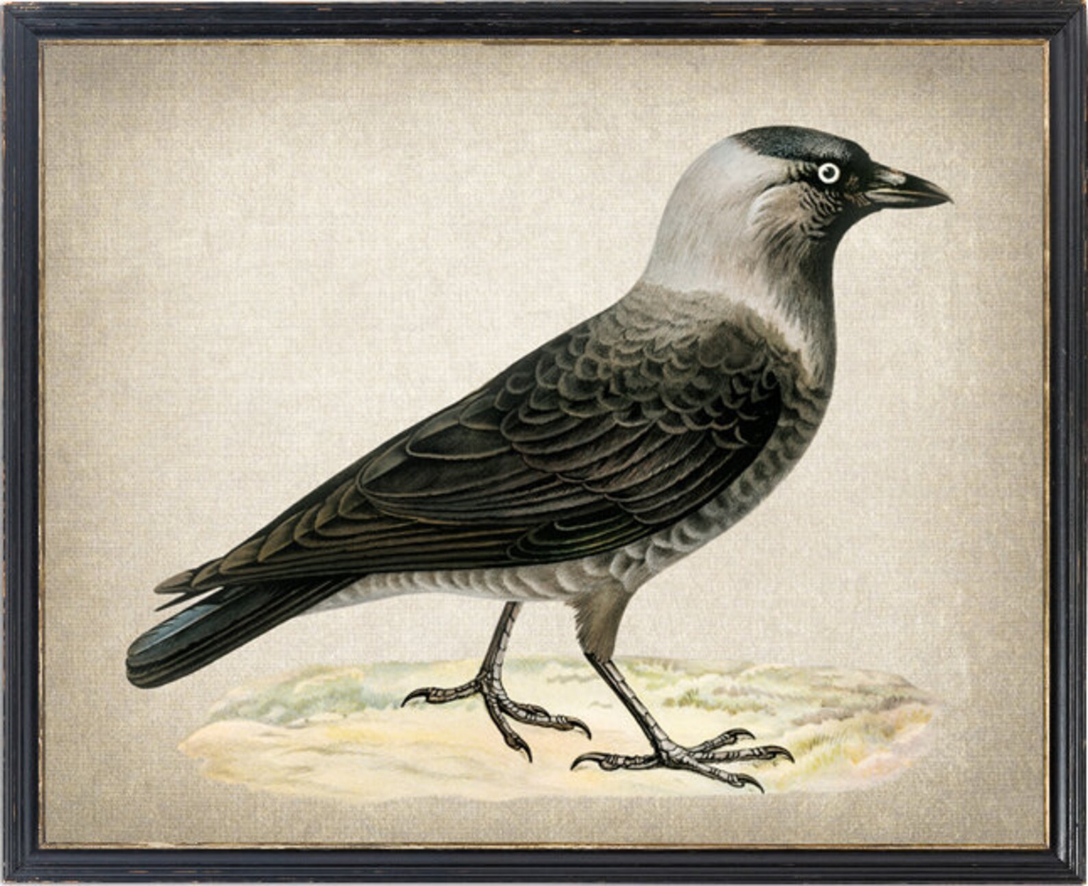 Western Jackdaw Digital Download Vintage Crow Illustration | Etsy