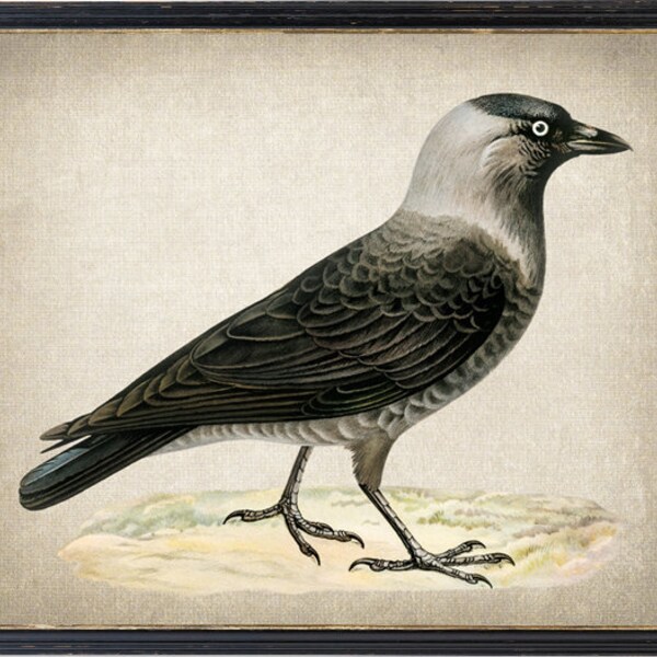 Jackdaw - Etsy