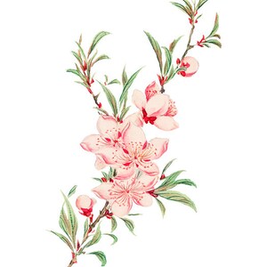 Pink Japanese Art Flowers, Digital Download, Antique Floral ...