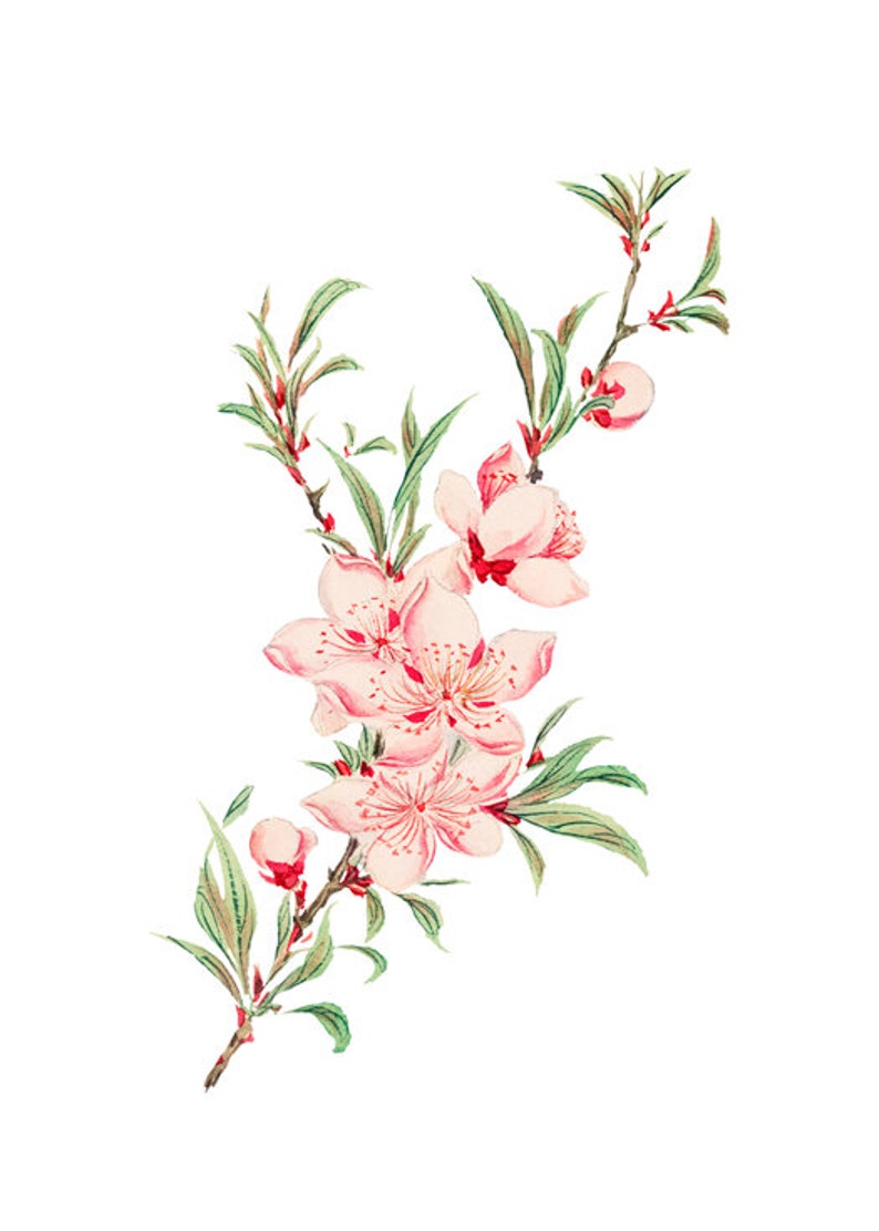 Pink Japanese Art Flowers Digital Download Antique Floral - Etsy