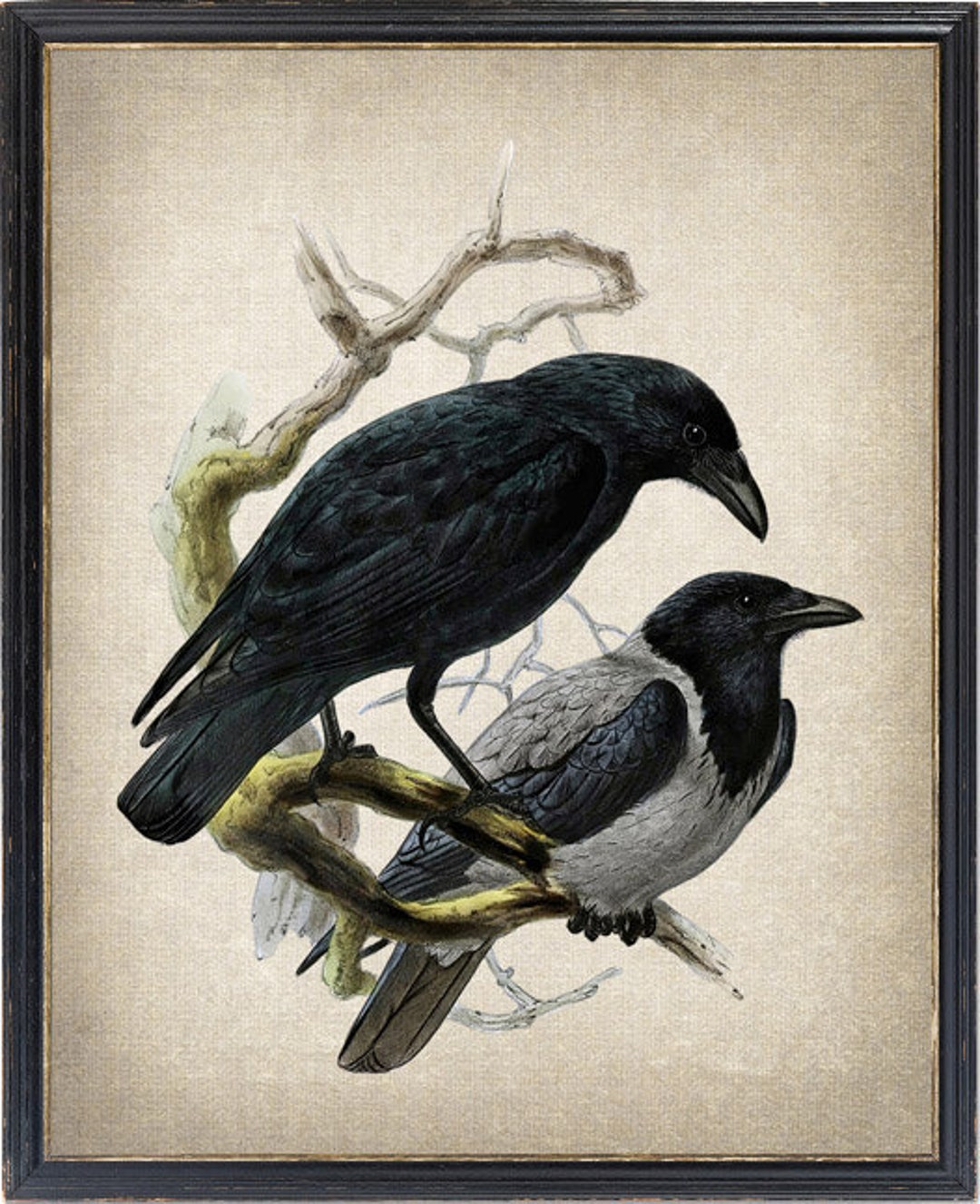 Crows Natural History Digital Print Vintage Bird Illustration Carrion