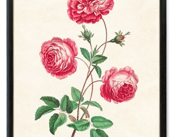 Antique French Botanical Illustration Pink Roses DIGITAL - Etsy