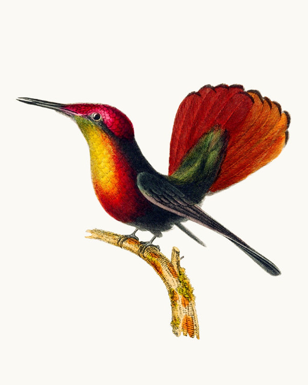 Ruby Topaz Hummingbird Clipart Design Element, Vintage Bird ...