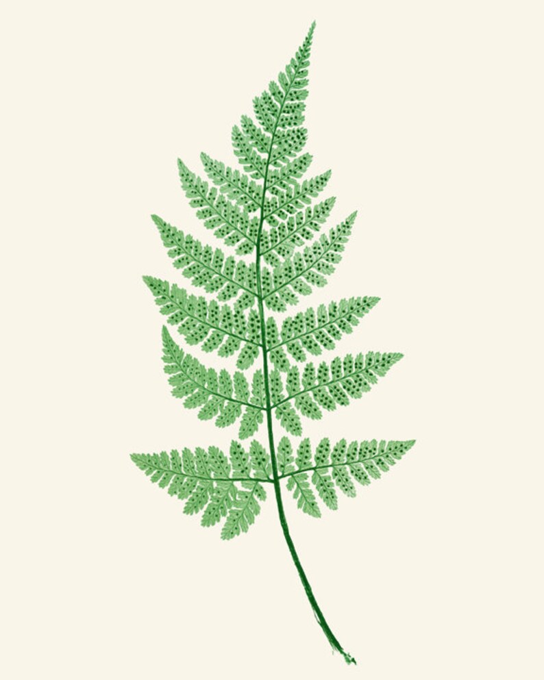 Fern Printables, Set of 12 Ferns, Vintage Nature Illustrations ...
