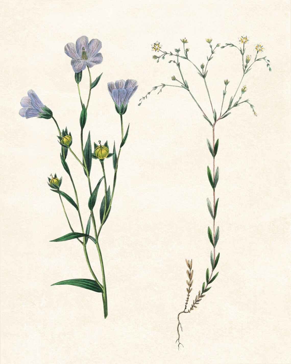 Digital Download 8x10 Art Print / Flowering Flax Plant Vintage ...