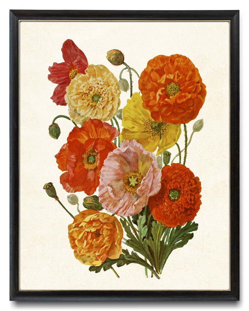 Poppy Flower Art Print Vintage Poppies Watercolor - Etsy