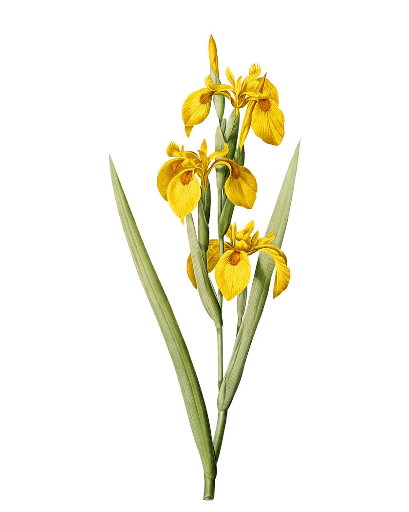 Yellow Iris Digital Download, Vintage Flower Illustration, Printable ...