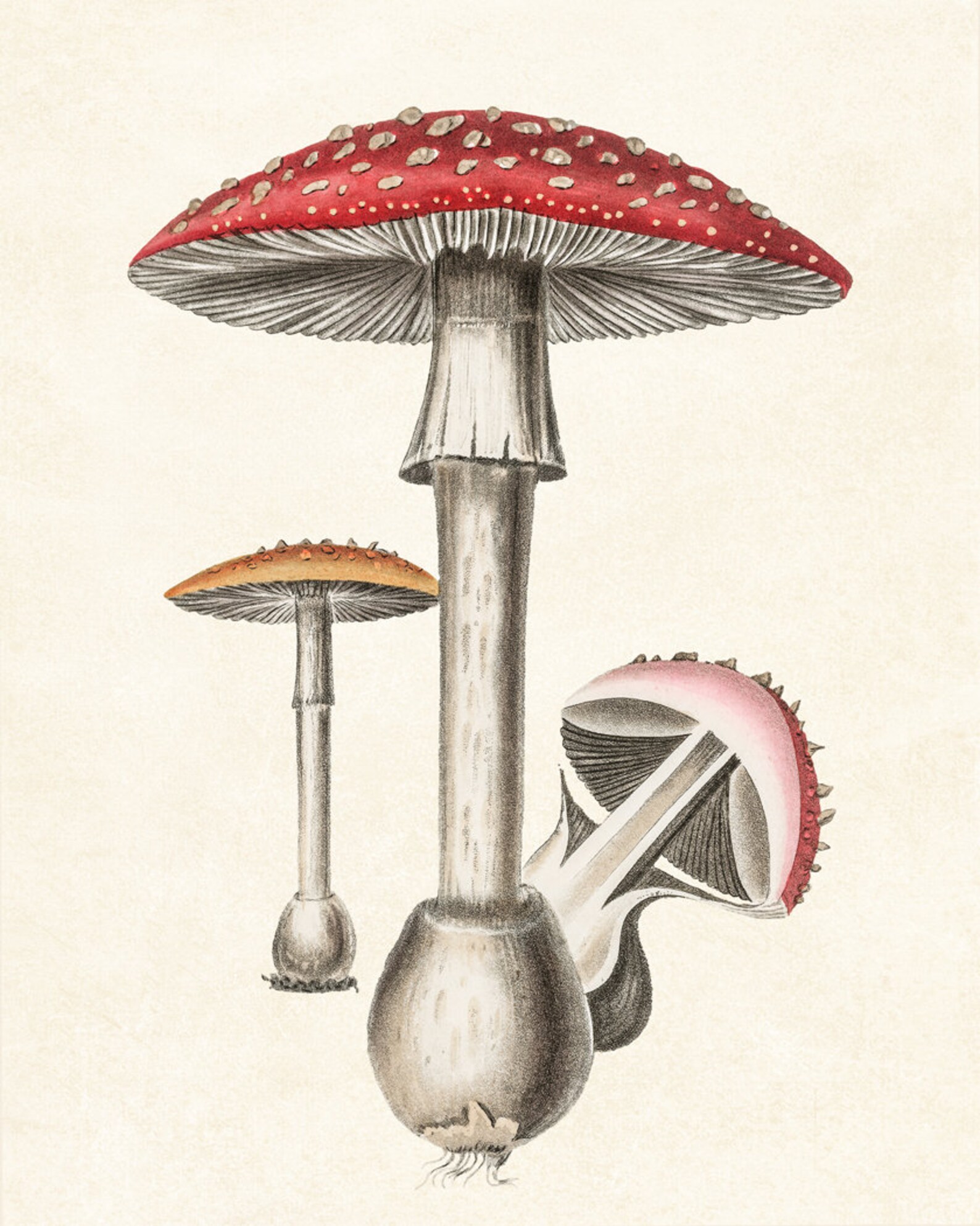 Digital Download 8x10 Art Print / Red Mushrooms Vintage | Etsy