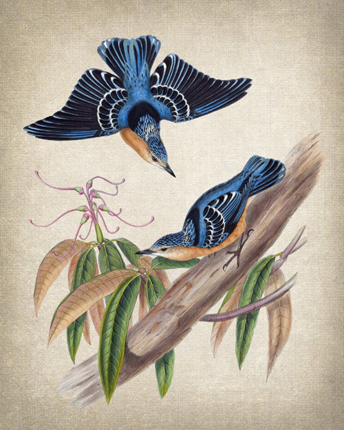 Blue Nuthatch Birds Printable 'beautiful' Nuthatch | Etsy