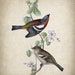 Bird Printable, Chaffinch Birds Vintage Illustration, Instant Wall Art ...