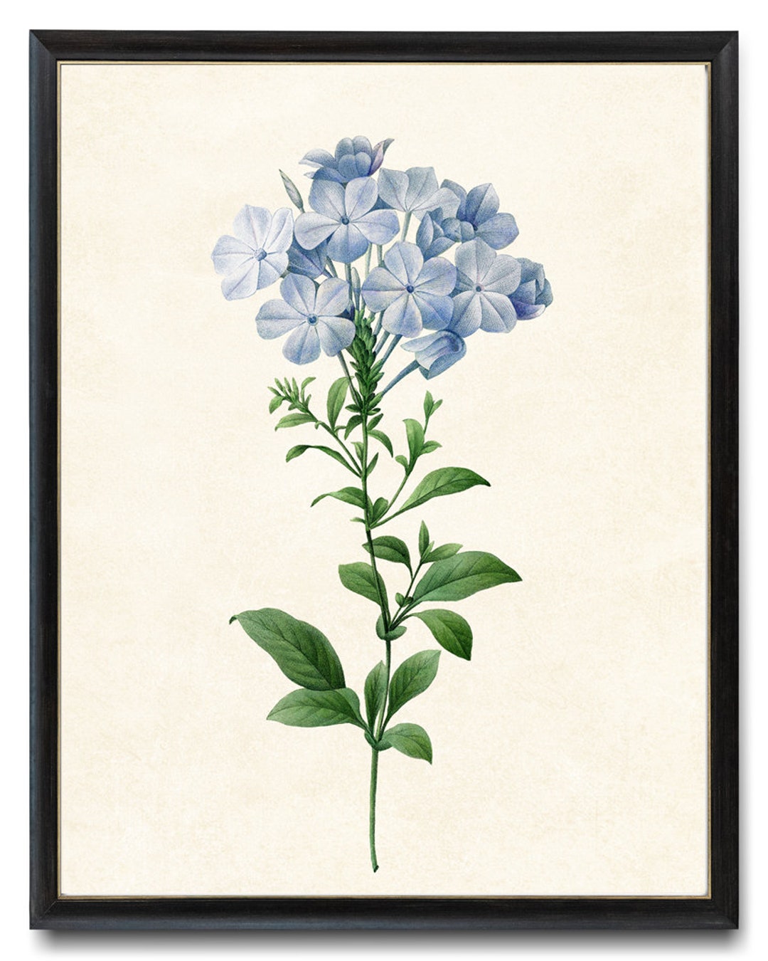 Blue Flower Printable, P.J. Redoute Vintage Illustration, Plumbago ...