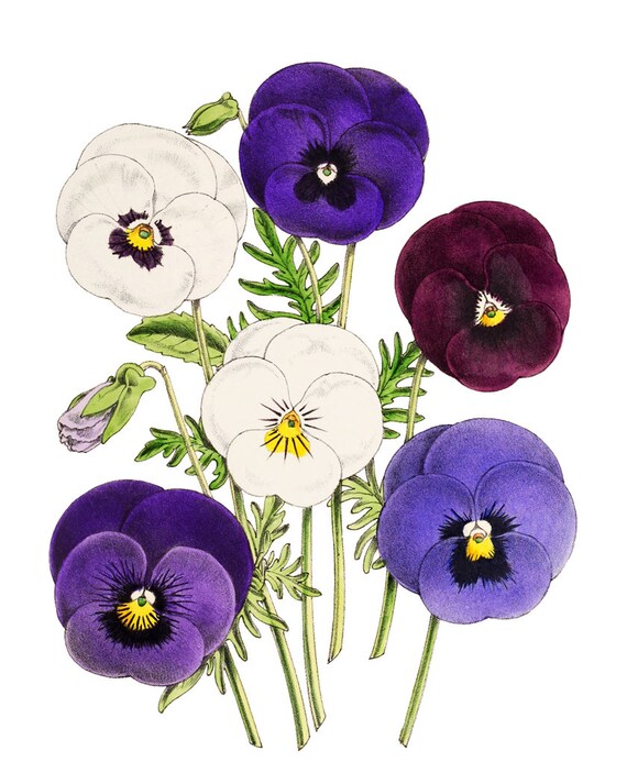 Pansy Illustration PLANT PROFILE] PANSIES & VIOLAS — Vineyard