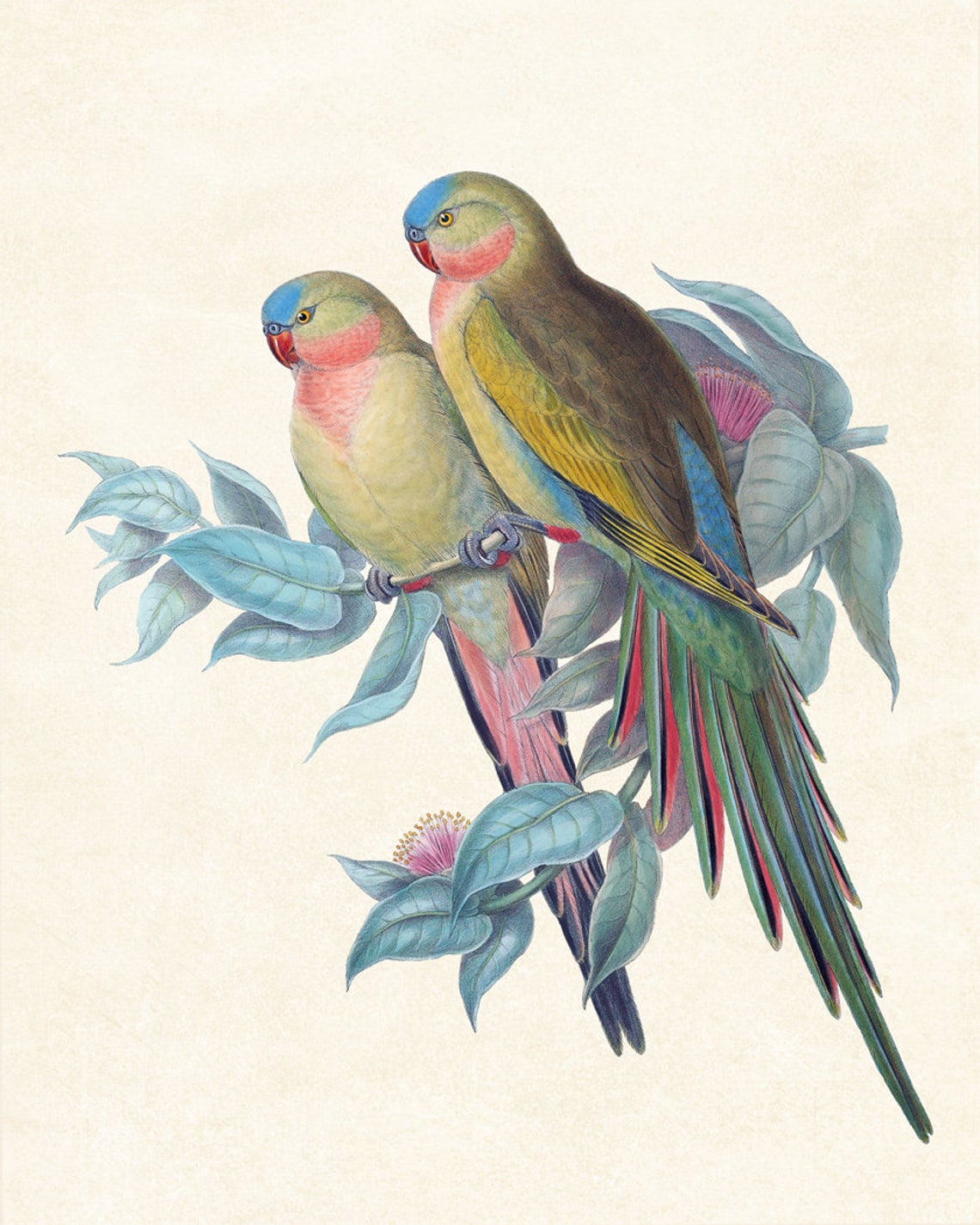 Princess Parrots Printable Vintage Parrot Illustration - Etsy