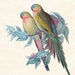 Princess Parrots Printable, Vintage Parrot Illustration, Pastel ...