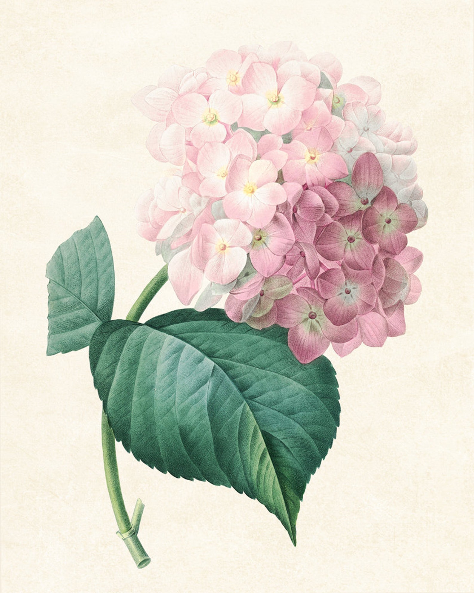 Pink Hydrangea Printable Vintage Flower Illustration | Etsy
