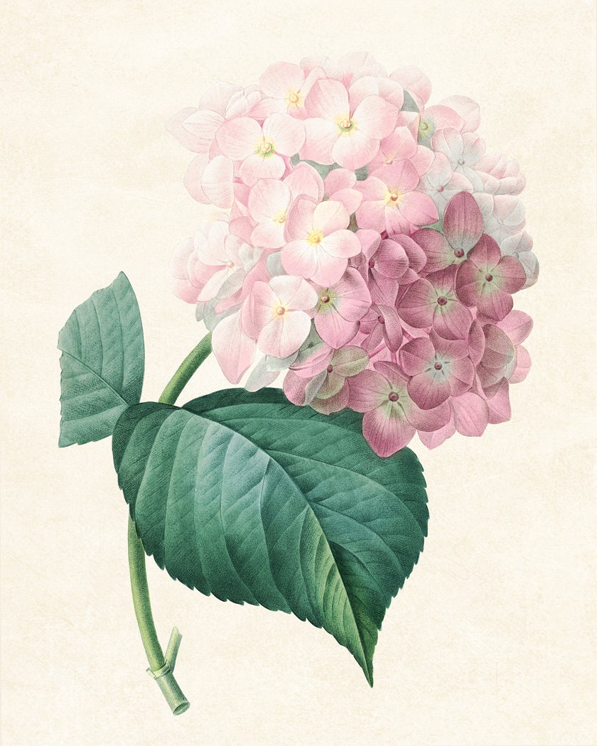 Pink Hydrangea Printable, Vintage Flower Illustration, Botanical Wall ...