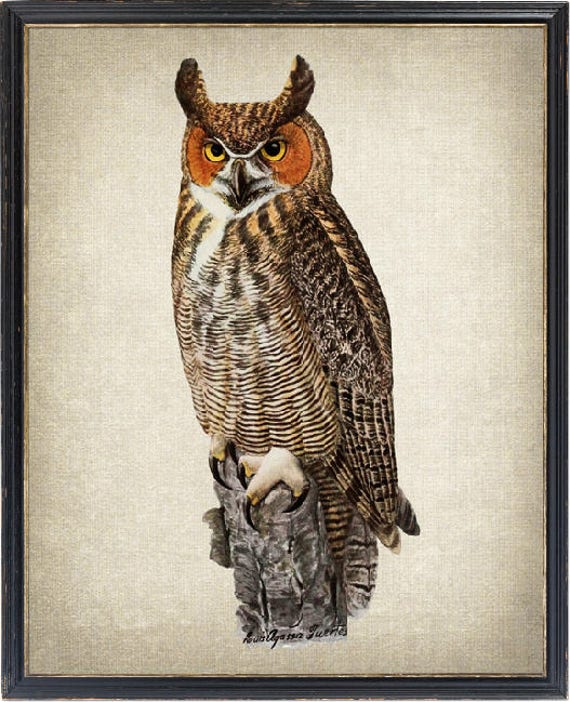 Vintage Owl Art Prints