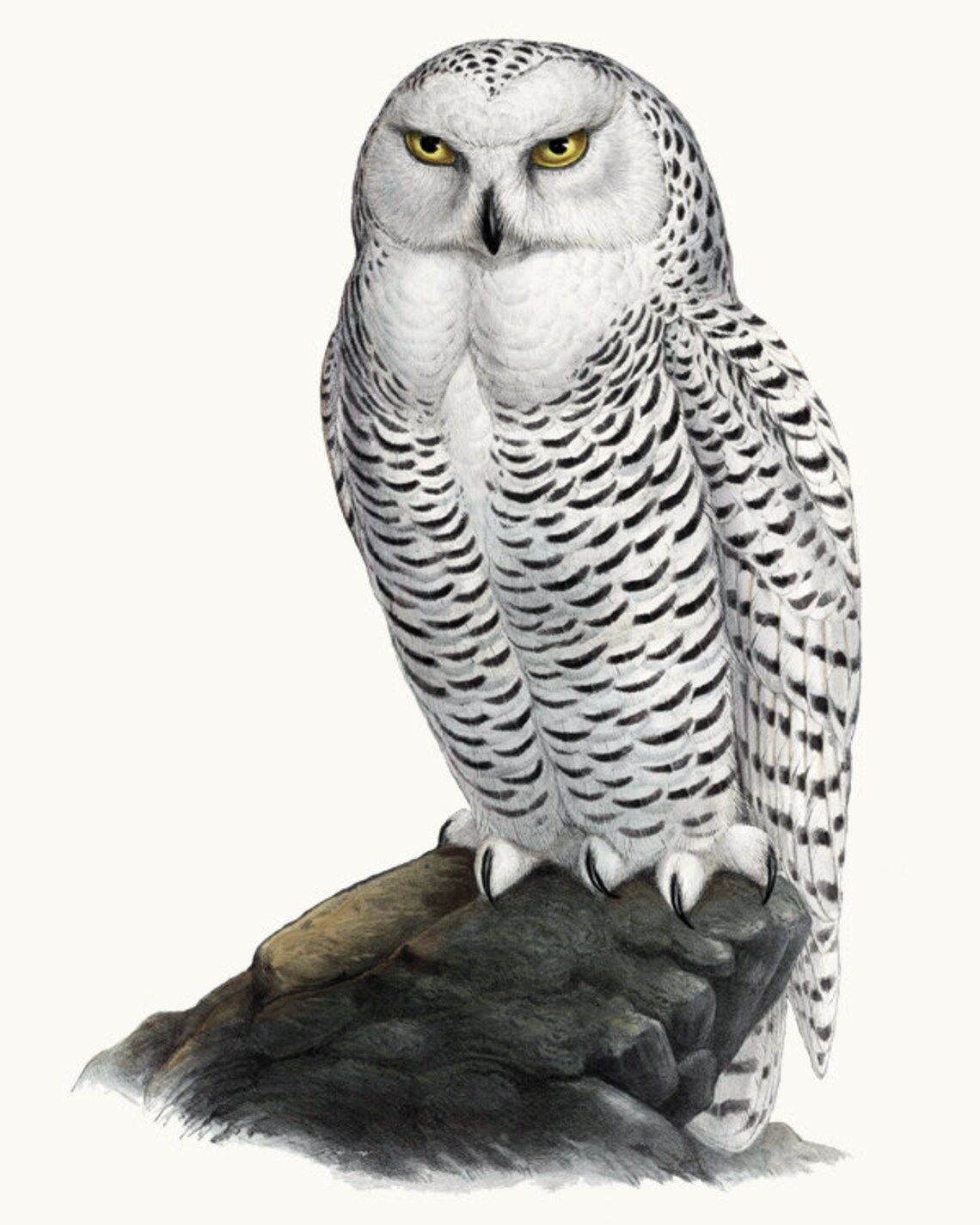 Snowy Owl Clipart Printable Vintage Bird Illustration | Etsy