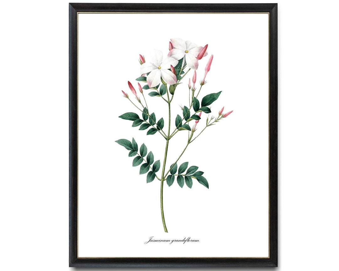 Spanish Jasmine Printable, P.J. Redoute Art 'jasminum Grandiflorum ...