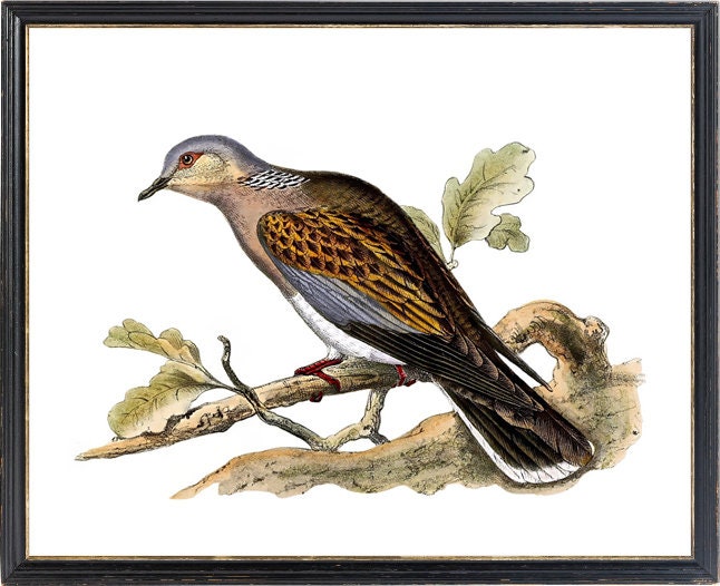 Turtle Dove Digital Print, Vintage Natural History Illustration ...