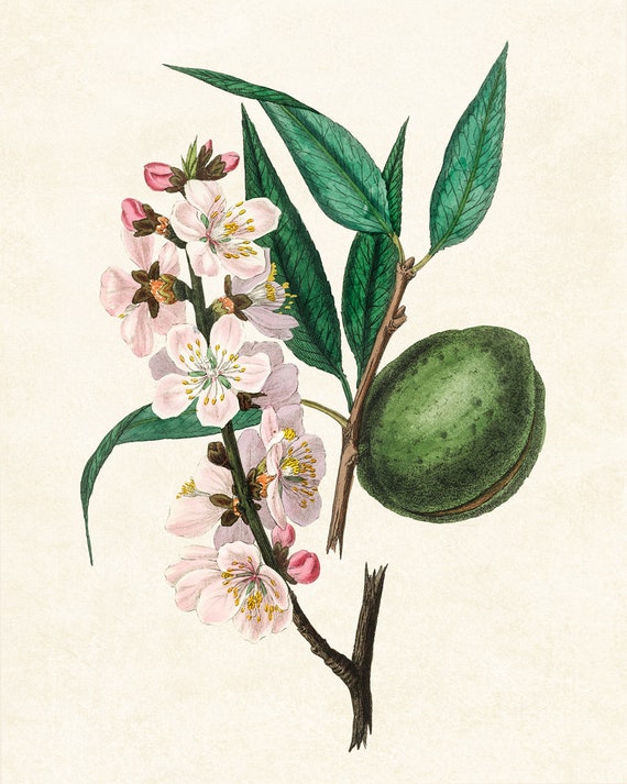 Almond Tree Drawing