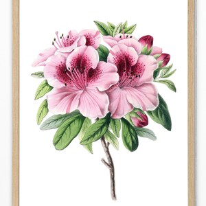 Pink Azaleas Digital Print, Vintage Azalea Flower Illustration ...
