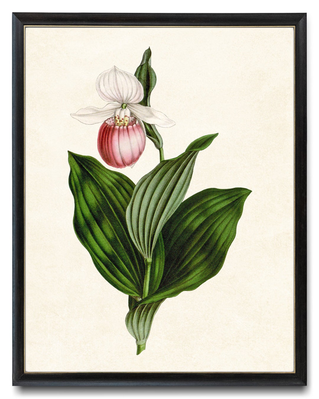 Print up to 24x30 Inches Pink and White Lady's Slipper Orchid Printable ...