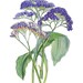 Purple Statice Flowers Digital Art Print, Vintage Flower Illustration ...