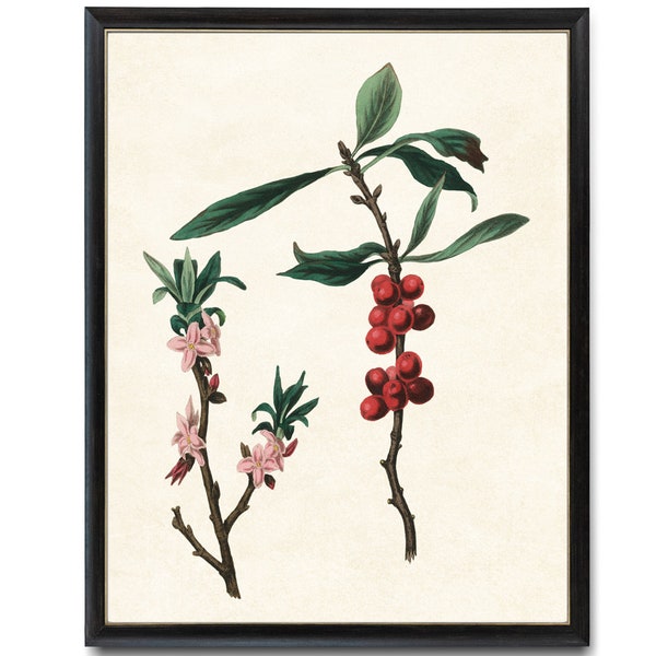 Daphne Plant - Etsy