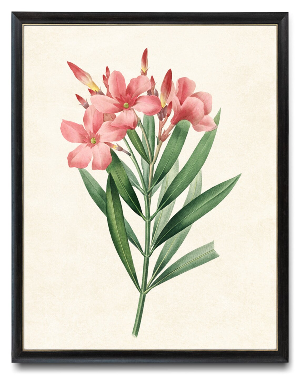 Pink Oleander Flowers Printable Vintage Flower Illustration - Etsy