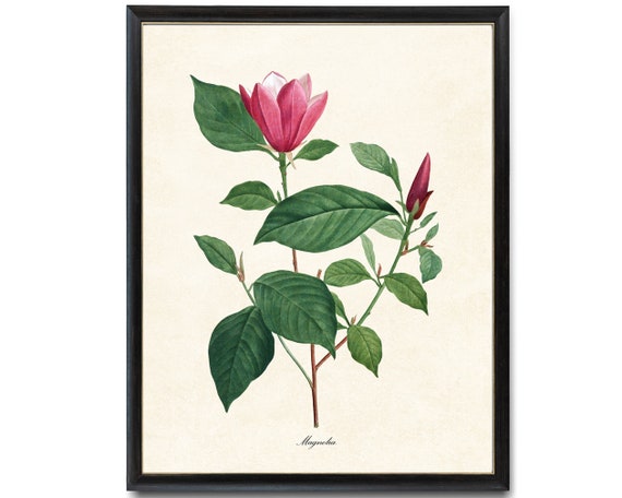 Pink Magnolia Printable Flower P.J. Redoute Art Antique - Etsy