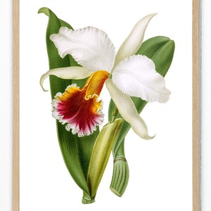 Cattleya Orchid Digital Print, Vintage Flower Illustration, Printable ...