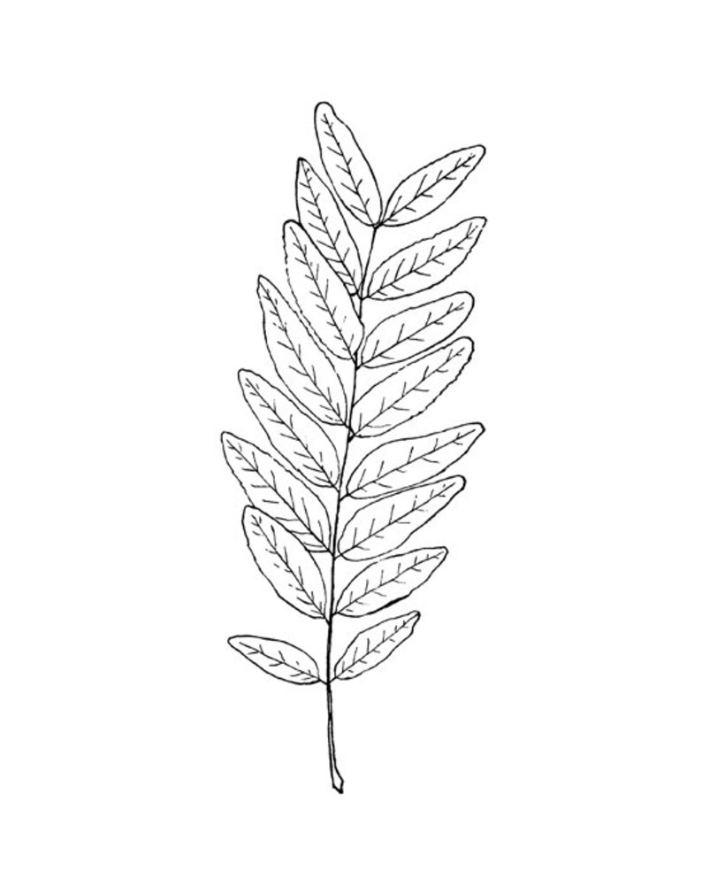 Leaf Line Art Printables Set of 16 Vintage Botanical - Etsy