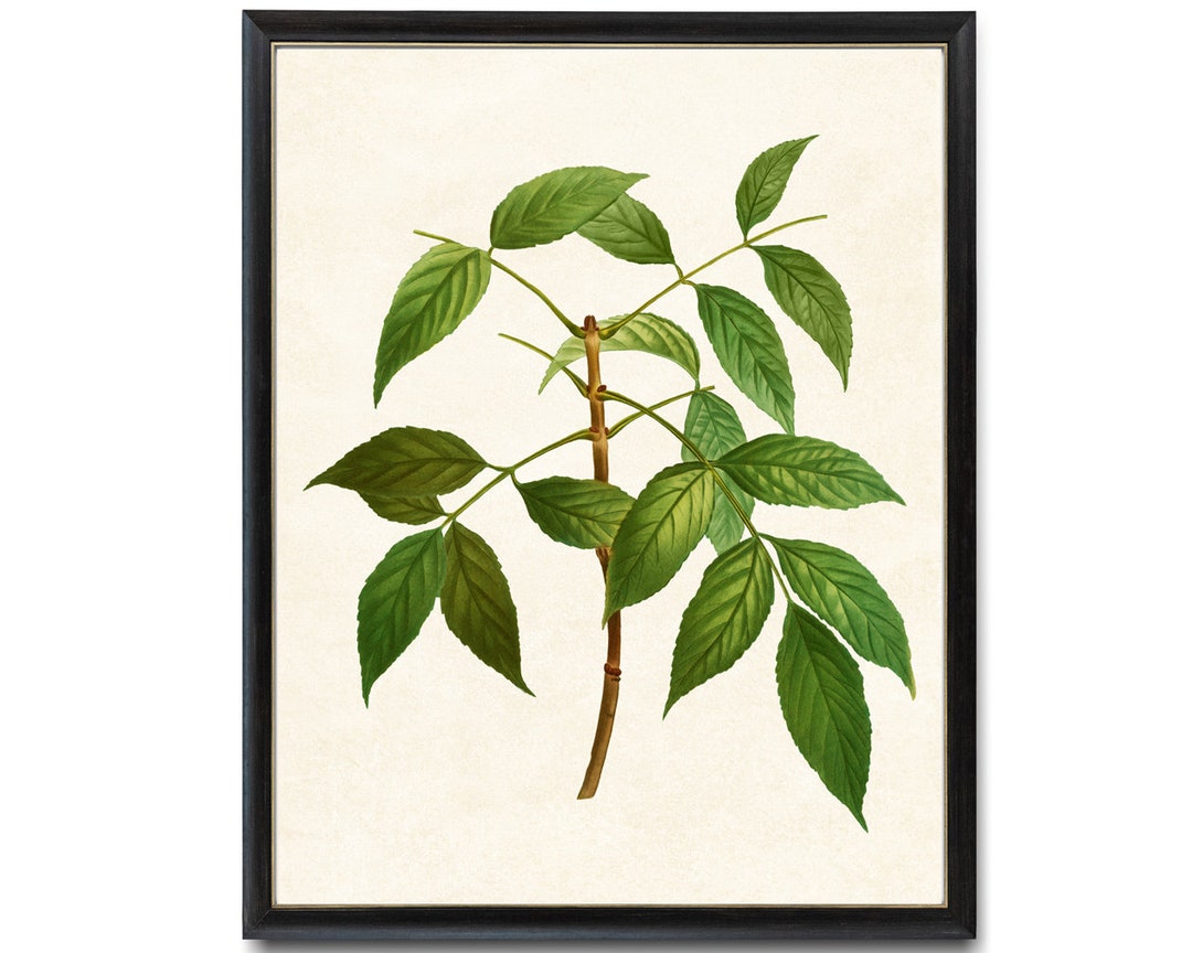 Digital Download Art Print / American Ash Tree Branch Vintage Botanical ...